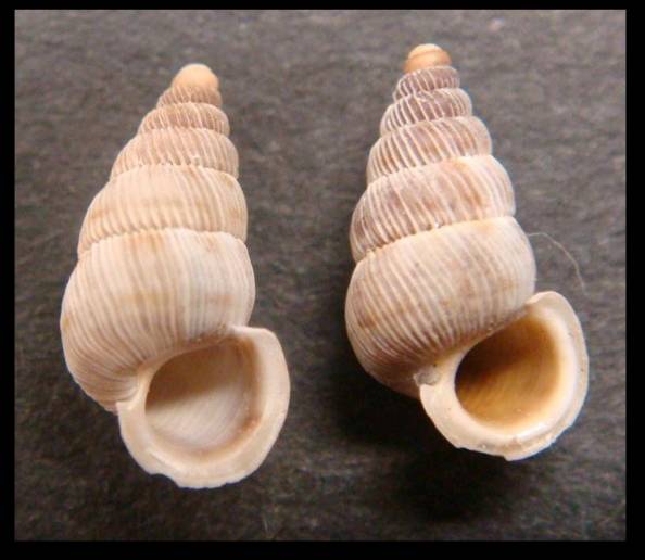 Κοχλόστομα ή ...σκαλτσουμάδια; - Meganisi Times